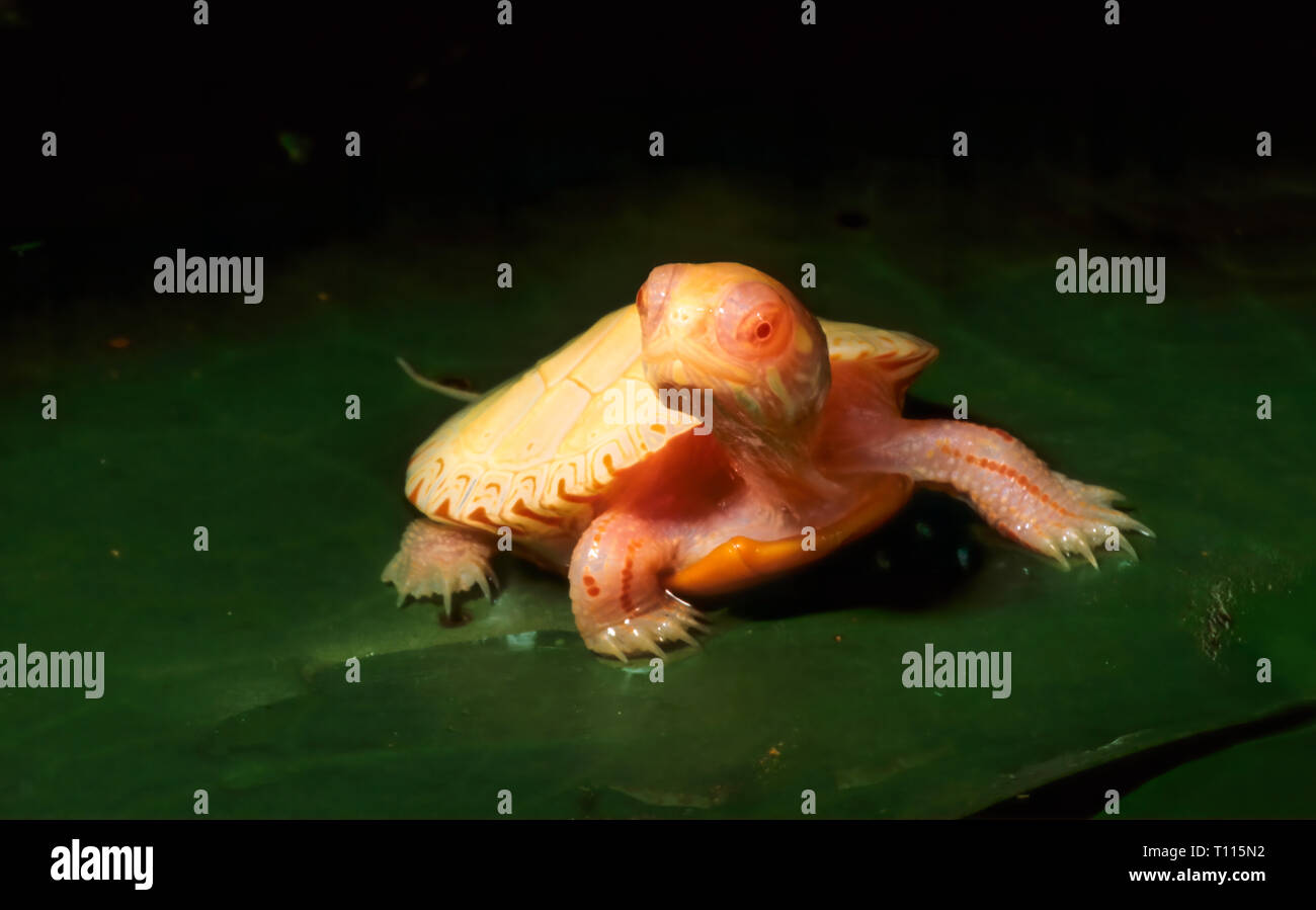 Albino turtle hi-res stock photography and images - Alamy
