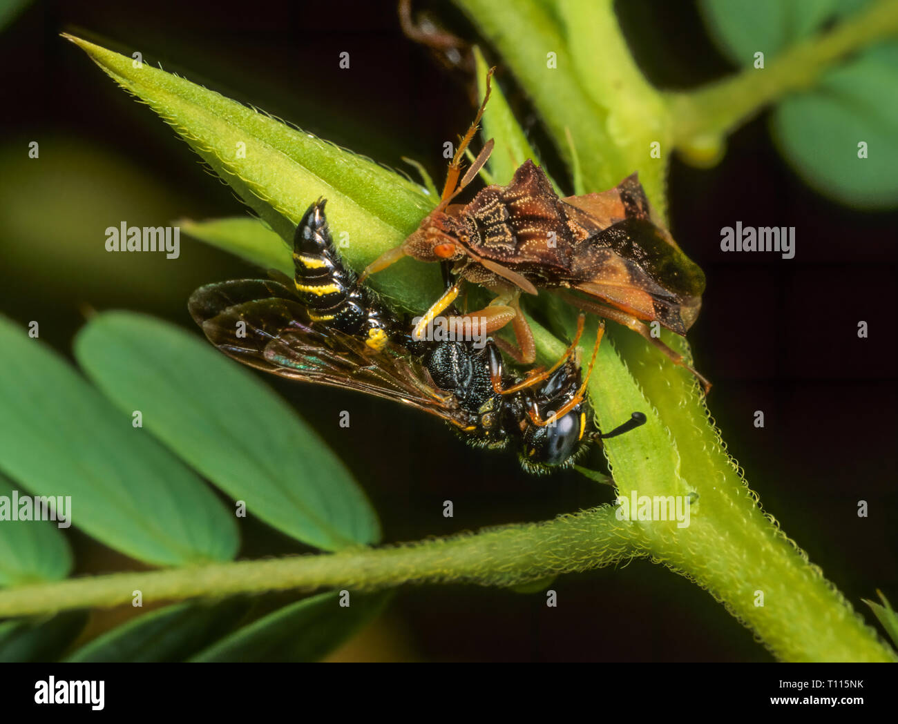 Jagged ambush bug (Phymata sp.) with captured wasp. Bug is sucking pre ...