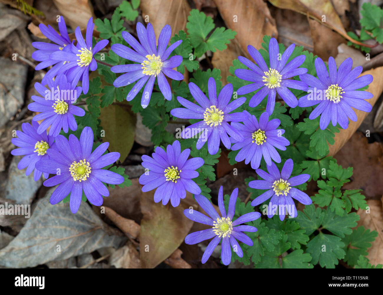 Blue shades anemone flowers (Anemone blanda) in garden in mid-March in central Virginia Stock ...