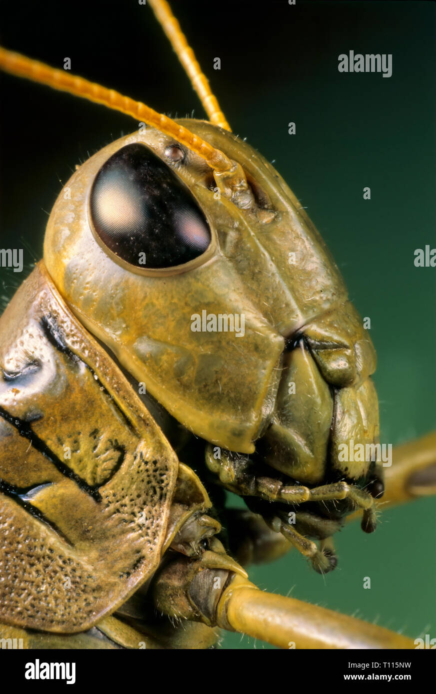Grasshopper Compound Eyes
