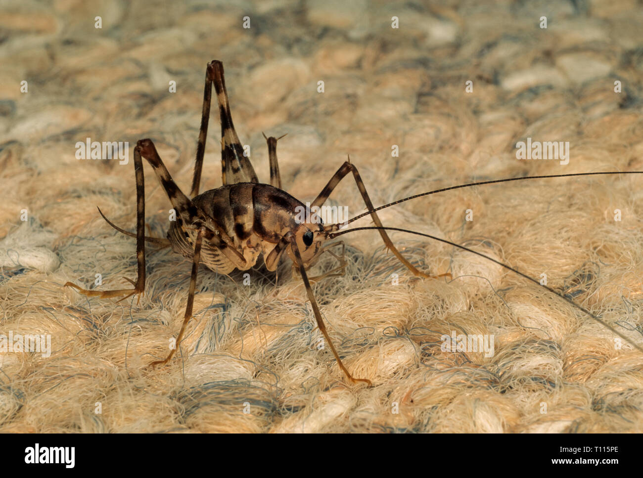 Cave Cricket High Resolution Stock Photography and Images - Alamy