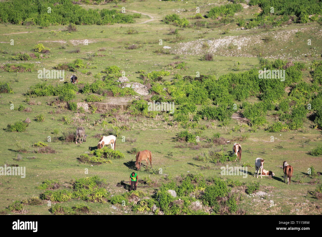Breedings hi-res stock photography and images - Alamy