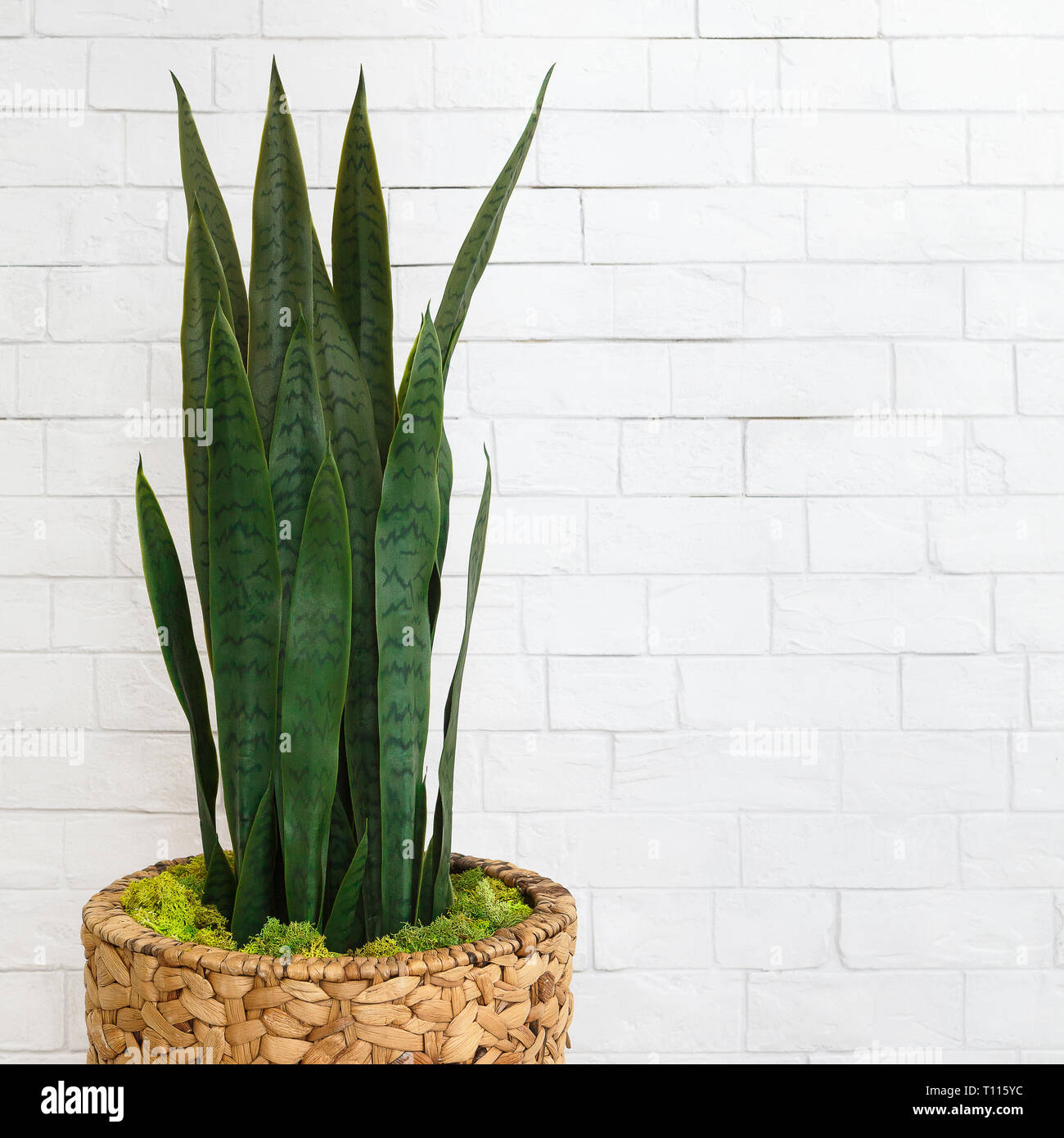Green leaf wall texture planting hi-res stock photography and images ...