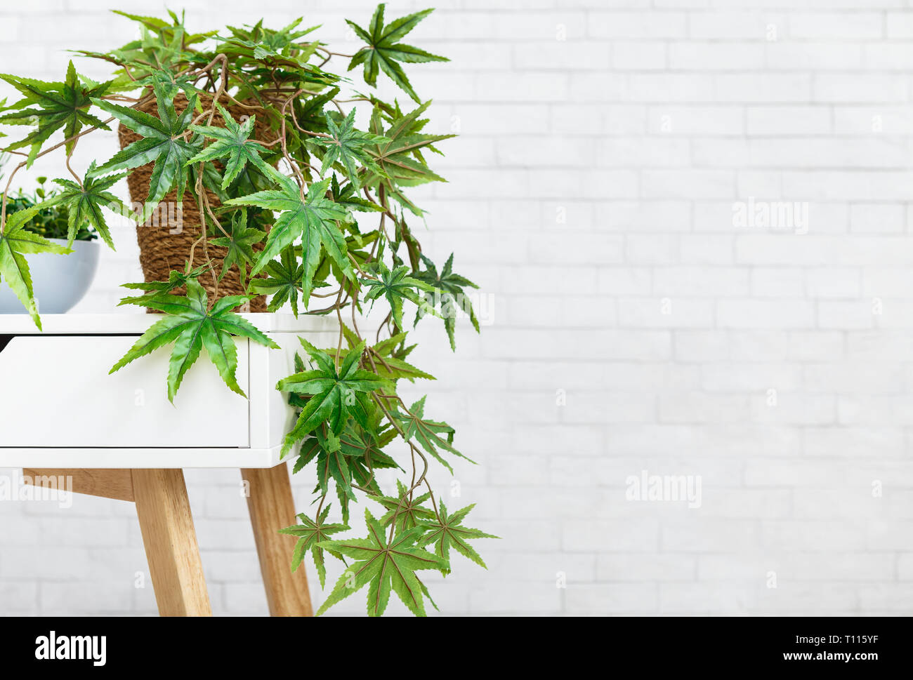 Liana in pot at white background Stock Photo - Alamy
