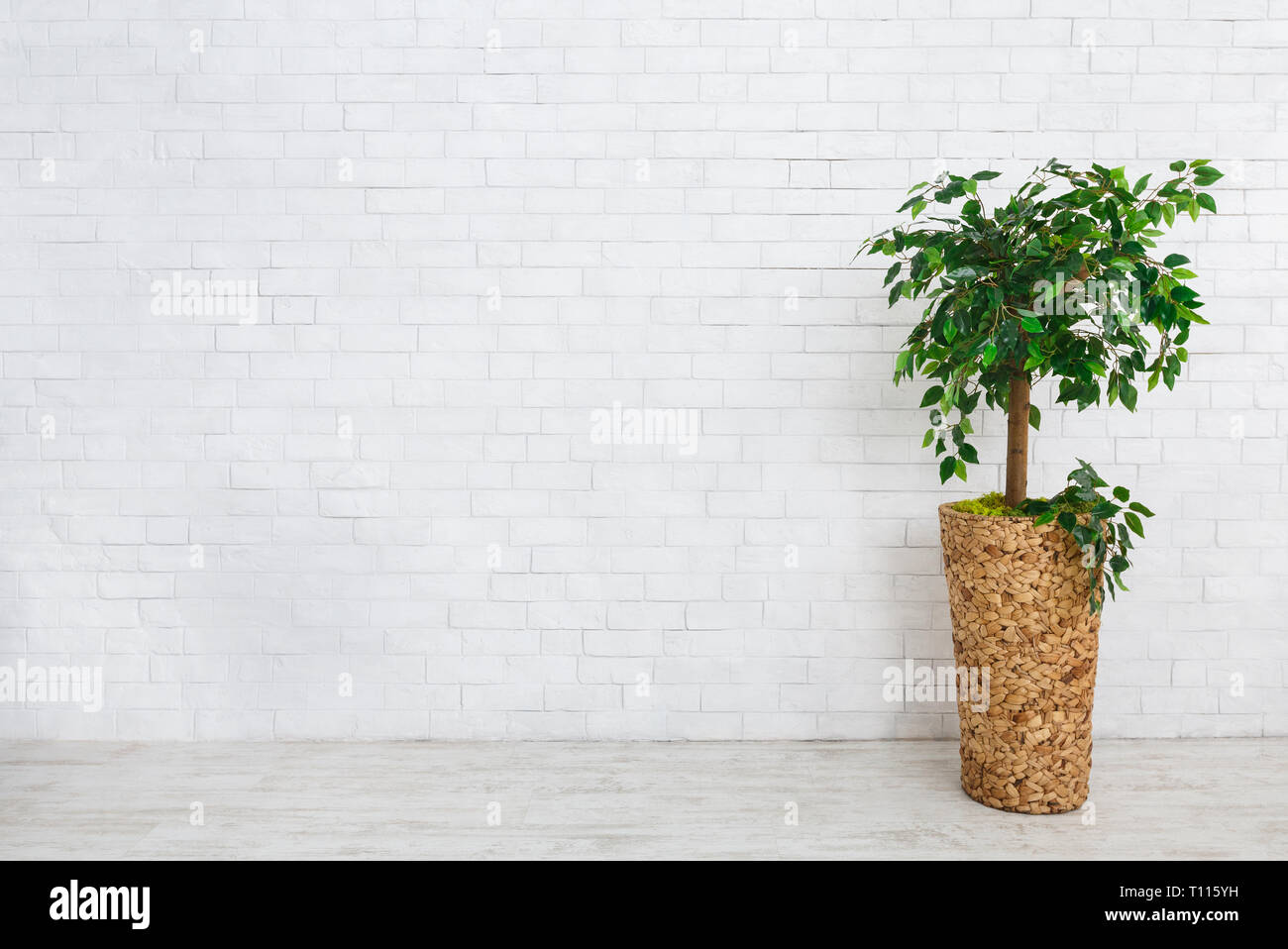 Ficus tree in pot Stock Photo - Alamy