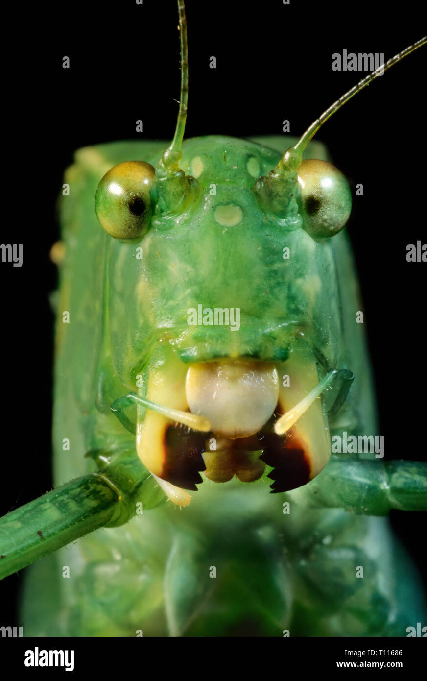 Powerful mandibles hi-res stock photography and images - Alamy