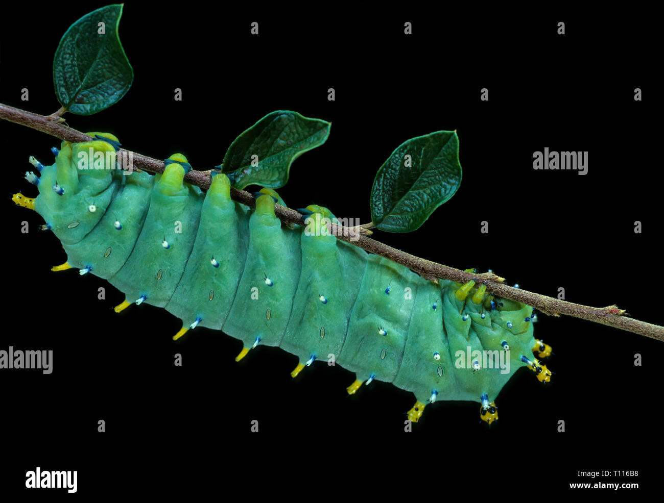 Larva of cecropia moth (Hyalophora cecropia), the largest of the giant ...