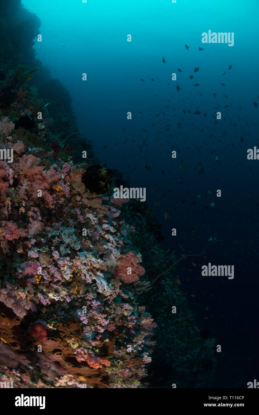 Scuba diving in North Sulawesi Stock Photo - Alamy