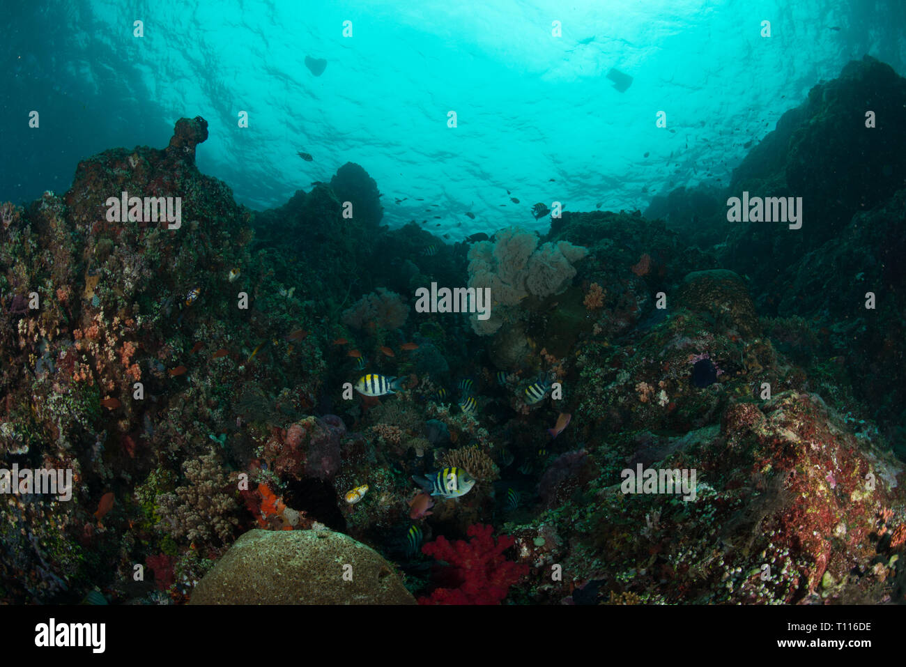 Scuba diving in North Sulawesi Stock Photo - Alamy