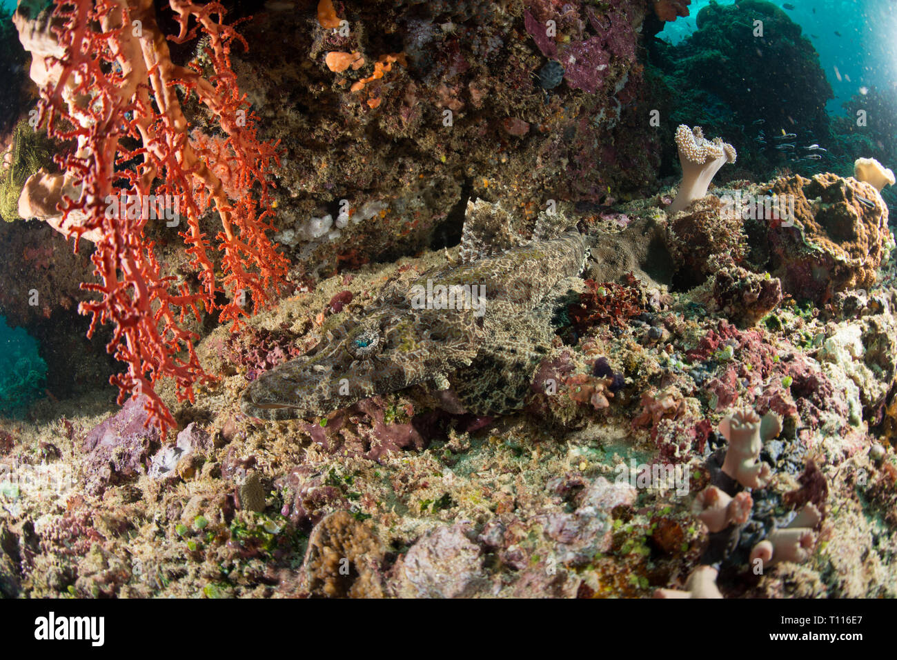 Scuba diving in North Sulawesi Stock Photo - Alamy