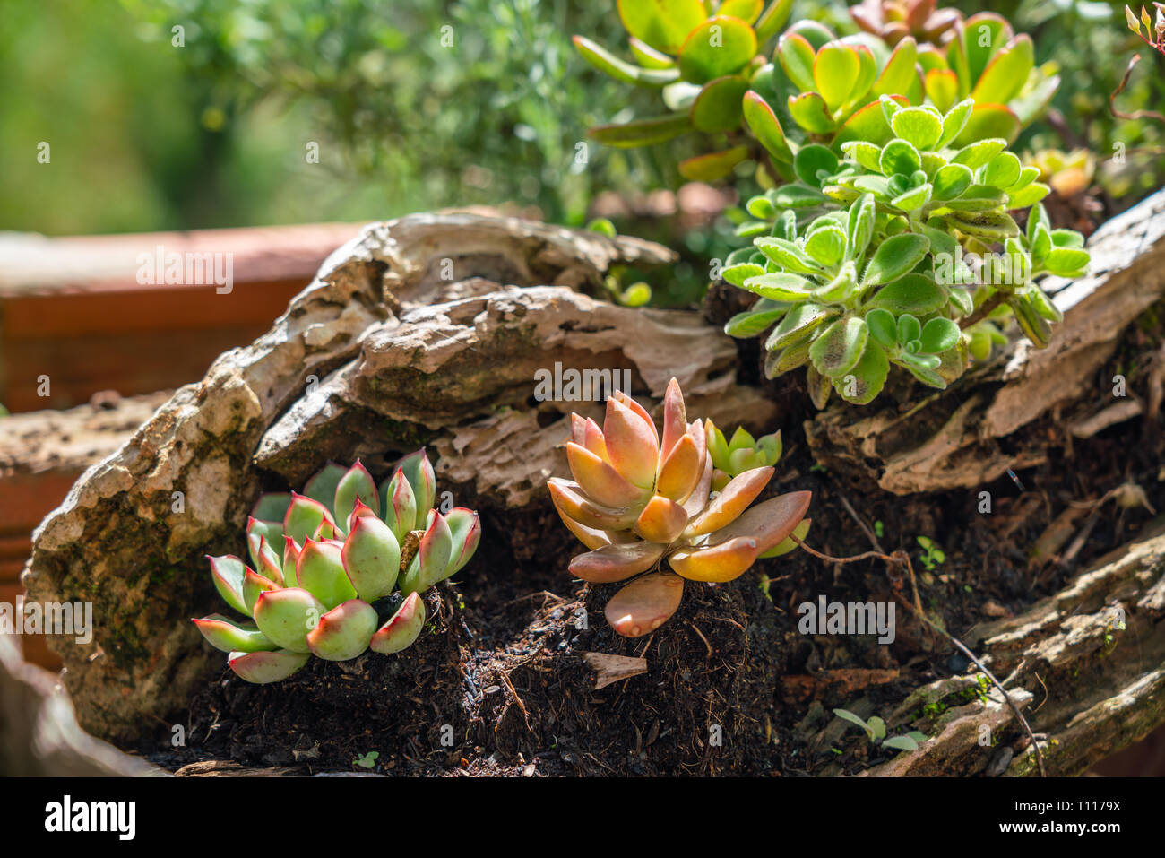 Colorful Succulents High Resolution Stock Photography and Images - Alamy