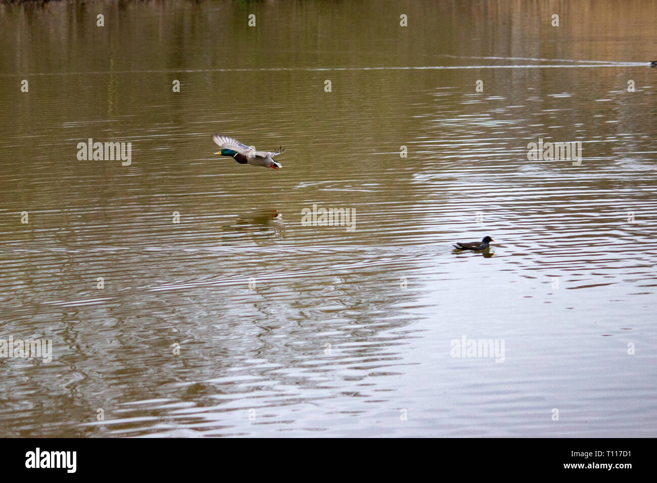 Lake lindow common wilmslow cheshire hi-res stock photography and ...
