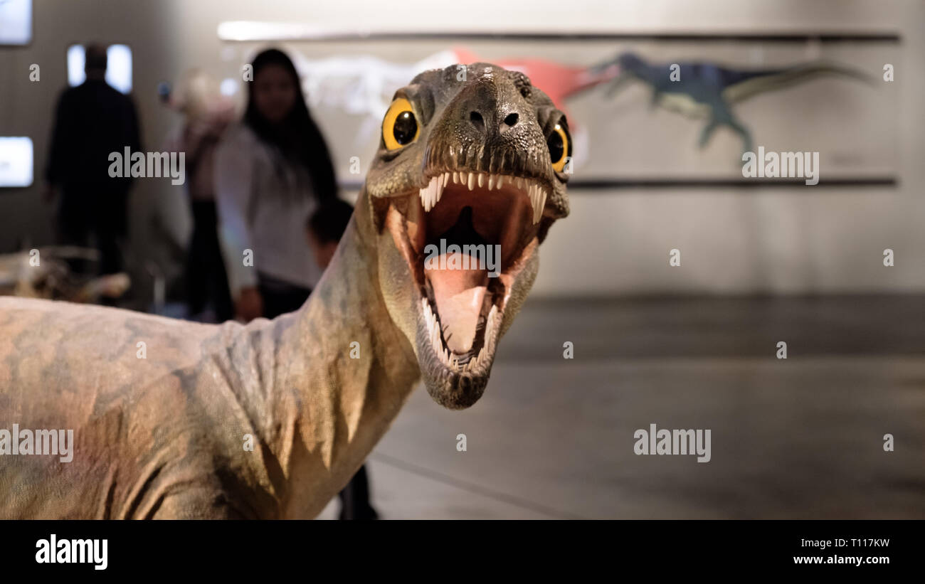 Dinosaur exhibit at the Royal Tyrrell Museum, Canada Stock Photo - Alamy