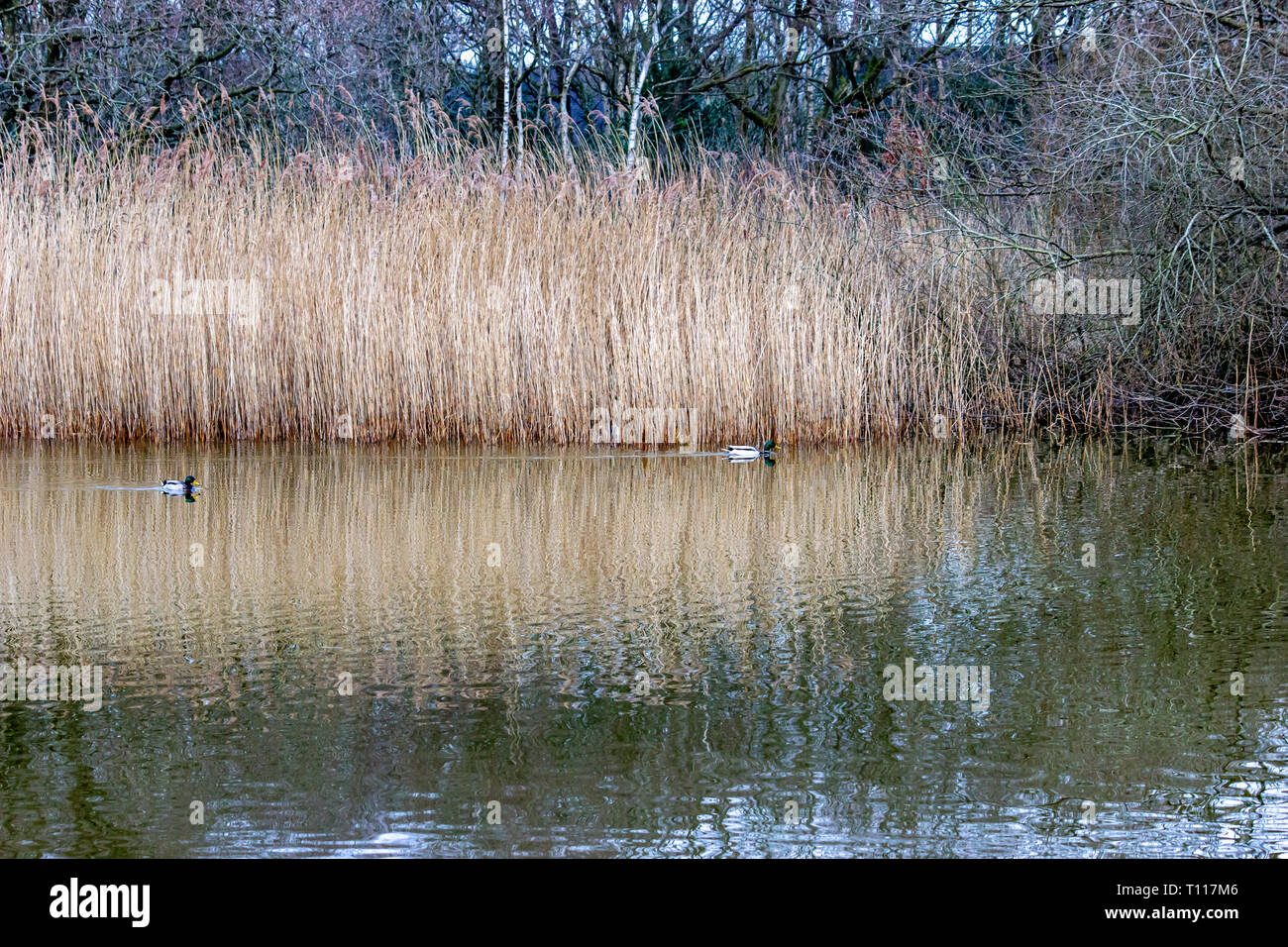 Nice Uk weather, lovely walk in the afternoon in public park with a ...