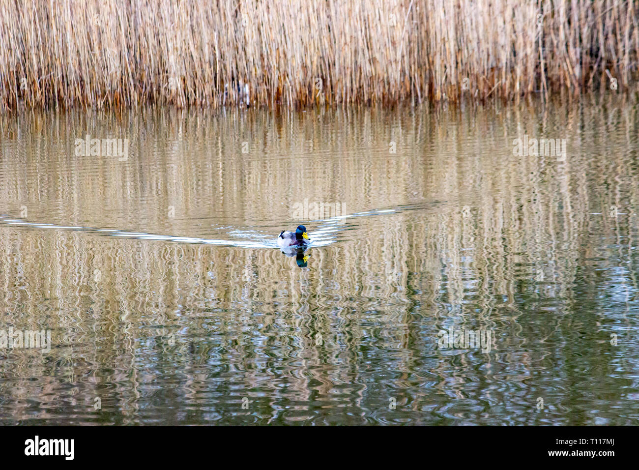 Nice Uk weather, lovely walk in the afternoon in public park with a ...