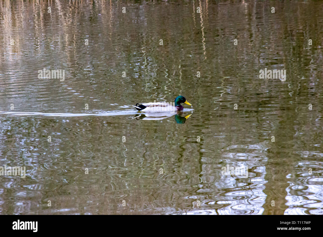 Lake lindow common wilmslow cheshire hi-res stock photography and ...