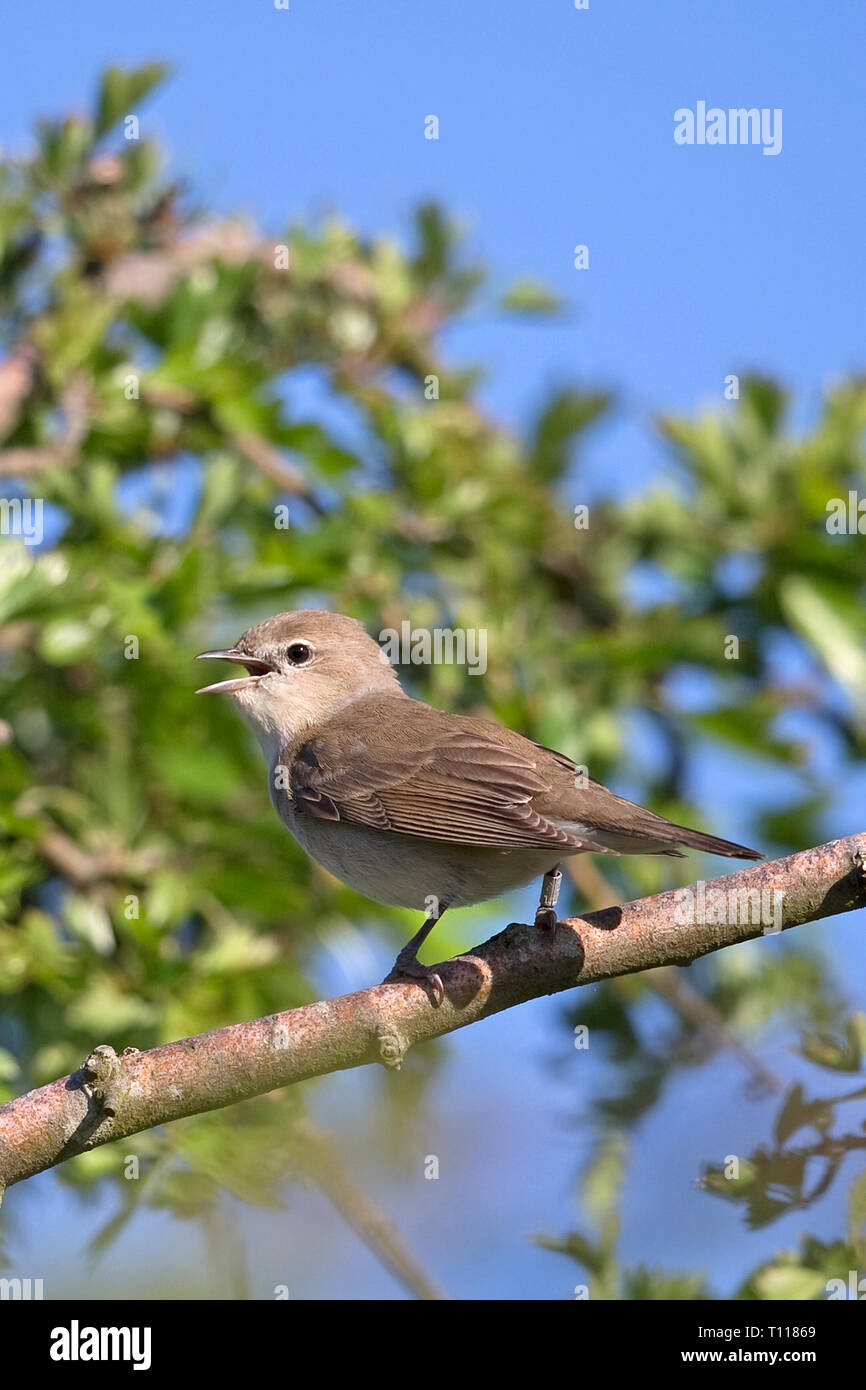 Garden Warbler (Sylvia borin Stock Photo - Alamy