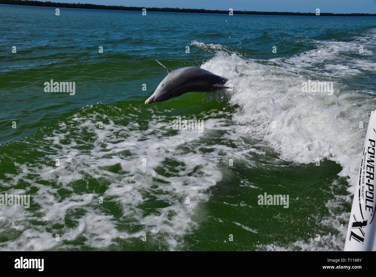 Dolphin island florida hi-res stock photography and images - Alamy