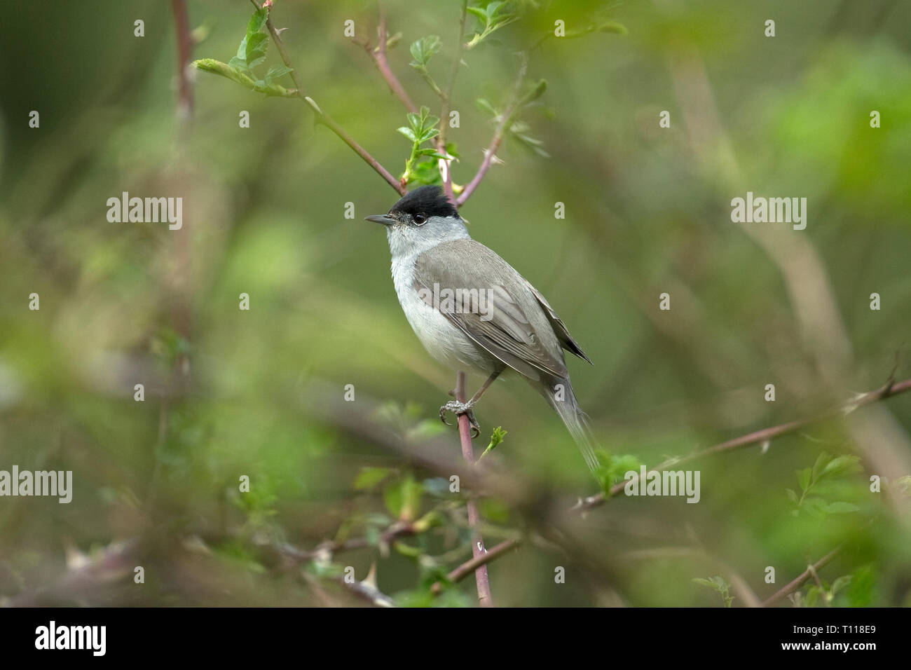 Bird warbler blackcap male song singing hi-res stock photography and ...