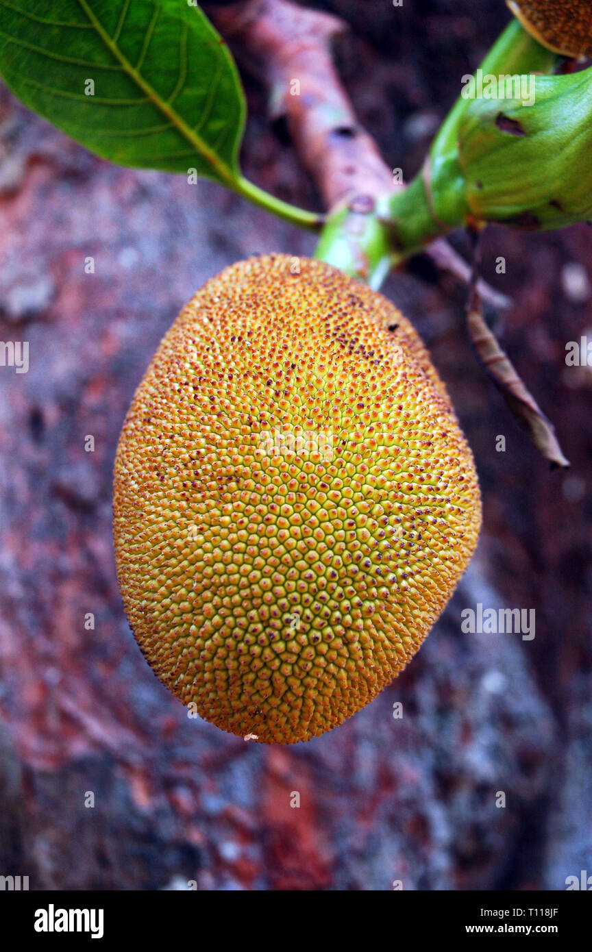Artocarpus Genus High Resolution Stock Photography and Images - Alamy