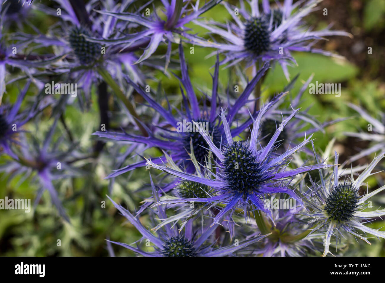 Blue thistle Eryngium alpinum Stock Photo - Alamy