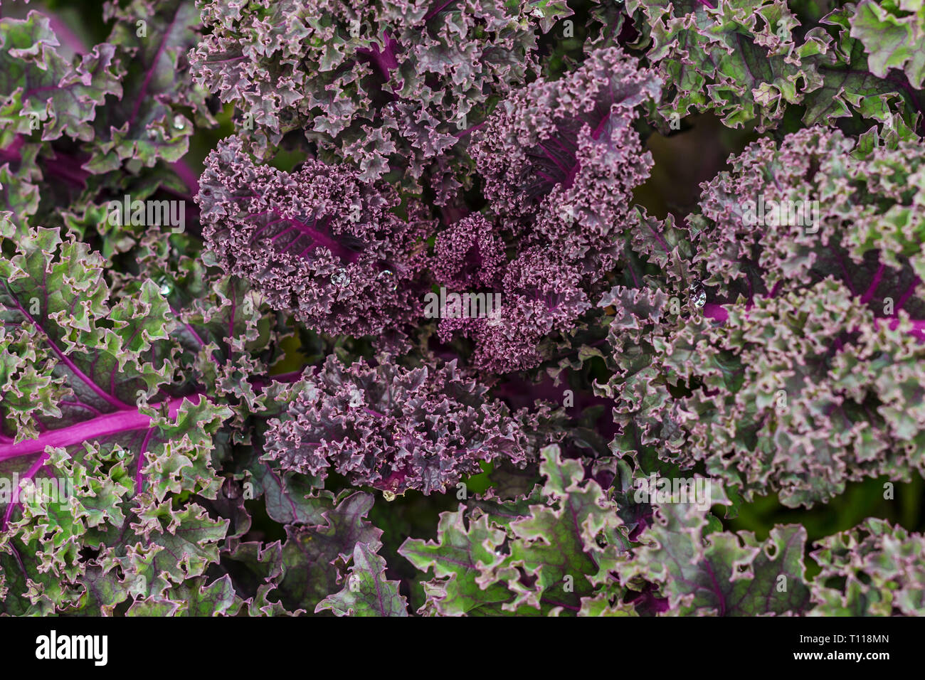 Kale season hi-res stock photography and images - Alamy