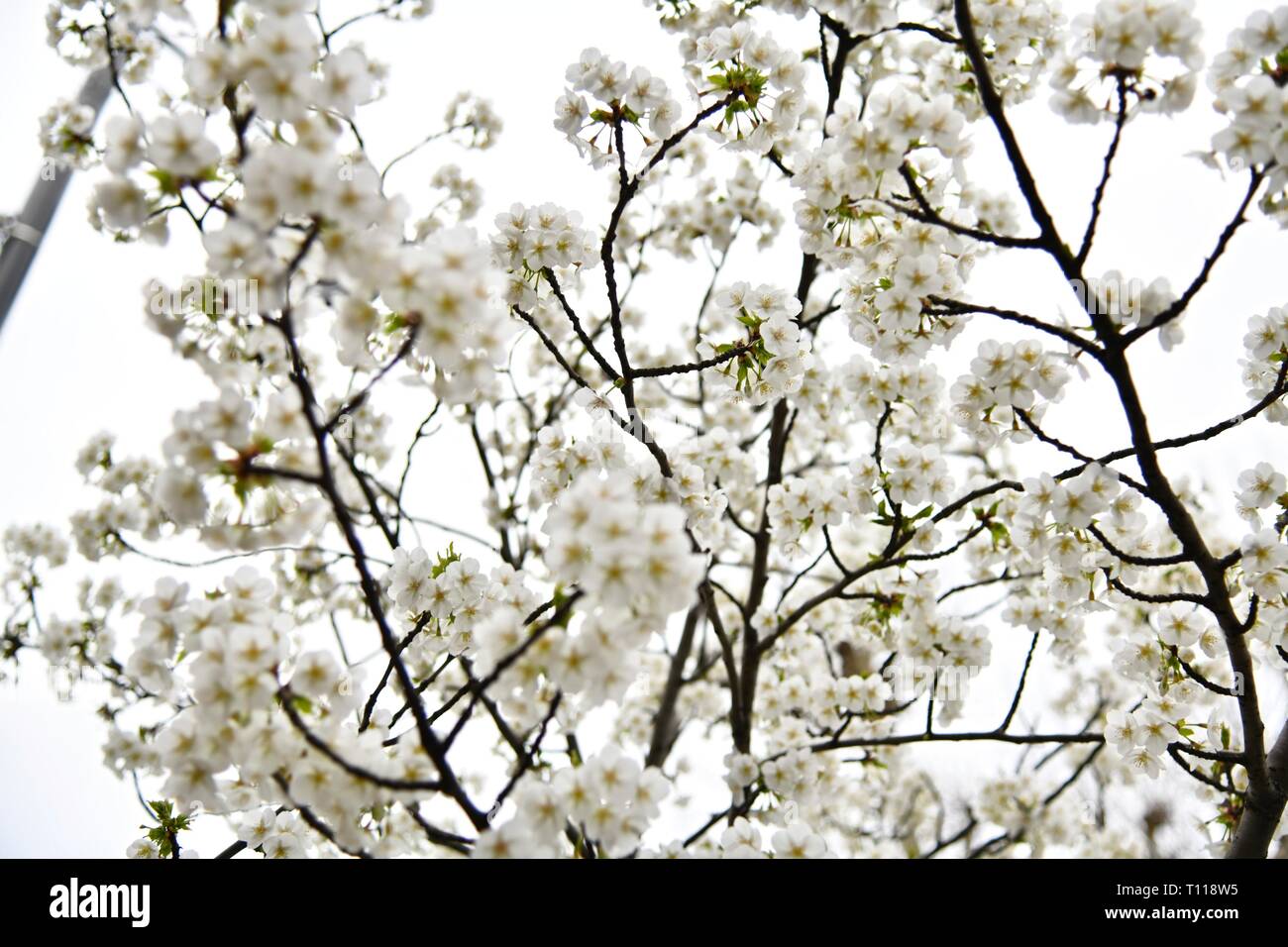 Spring flowers starting to bloom Stock Photo - Alamy