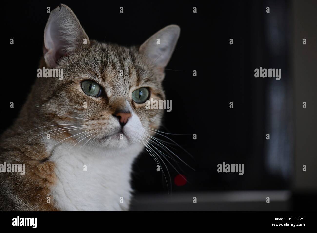 Half Bengal Cat High Resolution Stock Photography and Images - Alamy