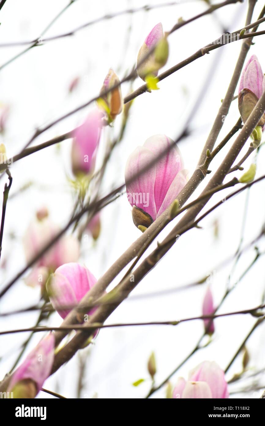 Magnolia, Spring flowers starting to bloom Stock Photo - Alamy