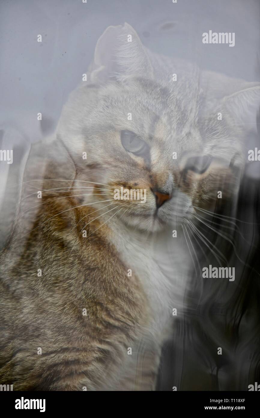 Half bengal cat hi-res stock photography and images - Alamy