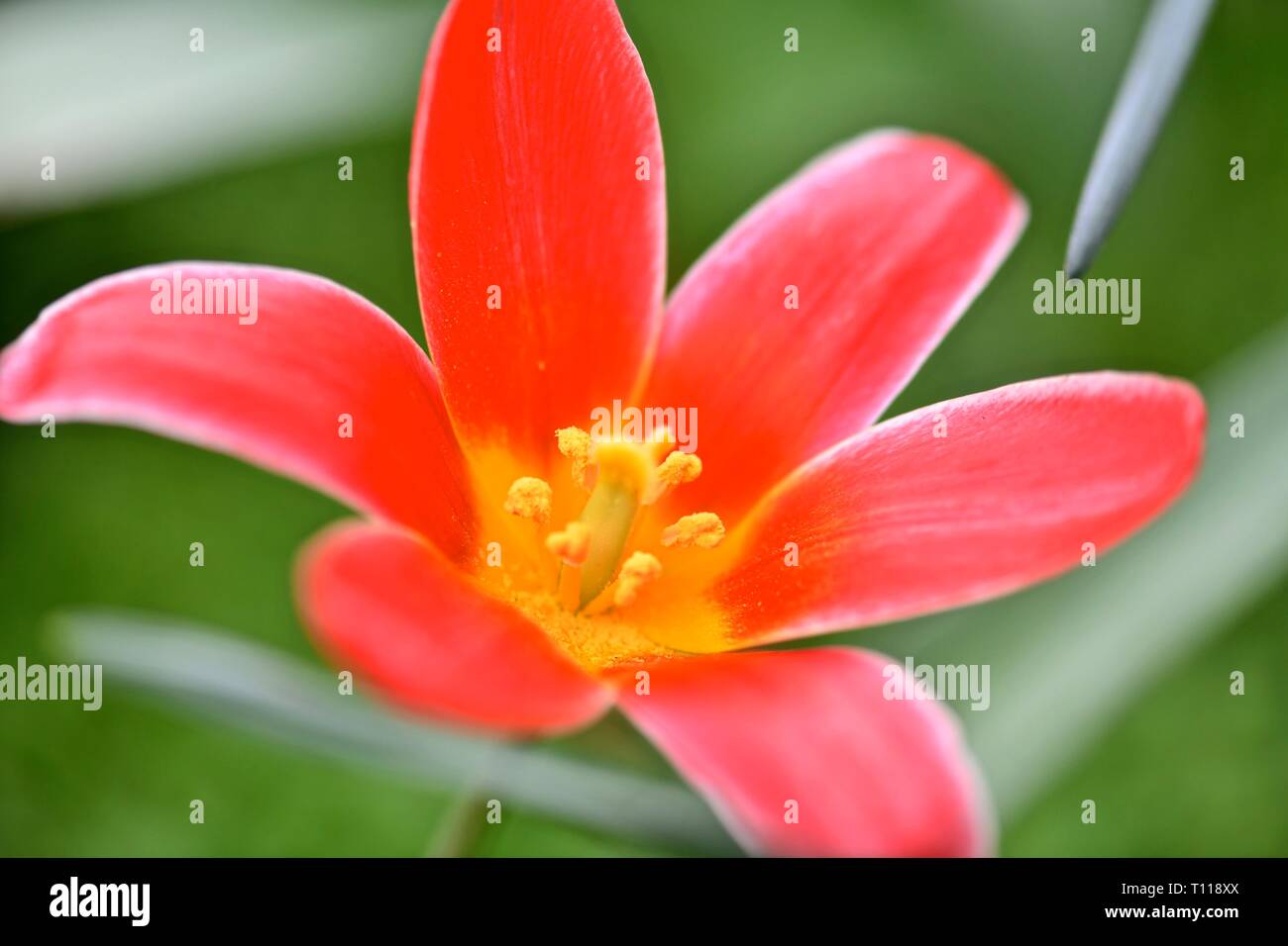 Spring flowers starting to bloom Stock Photo - Alamy