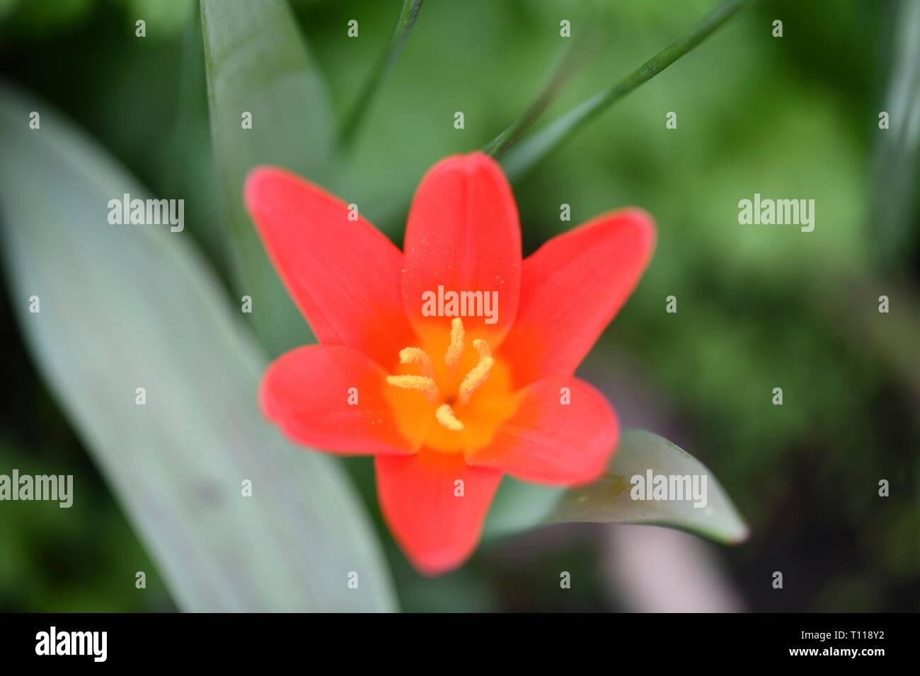 Spring flowers starting to bloom Stock Photo - Alamy