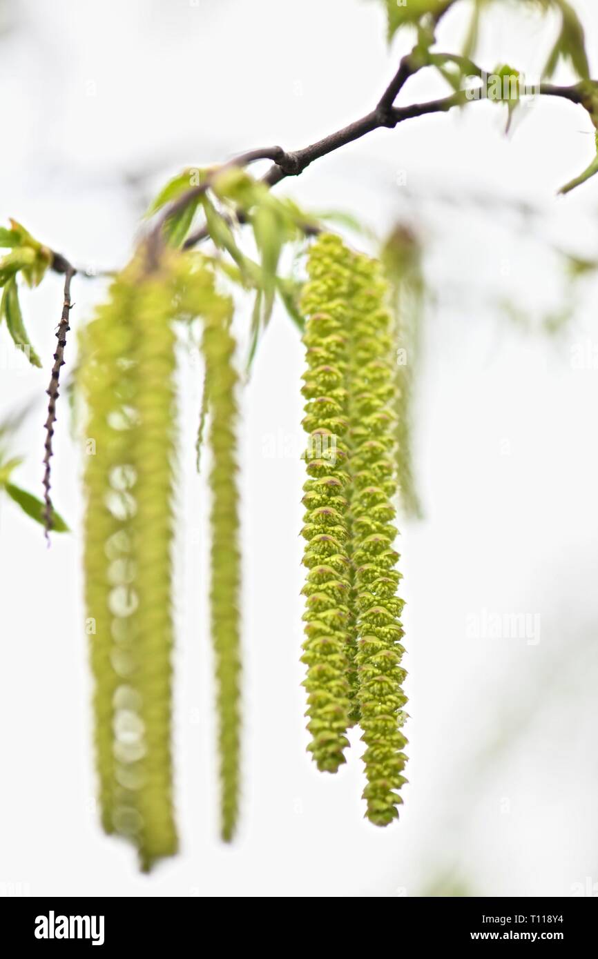Spring flowers starting to bloom Stock Photo - Alamy