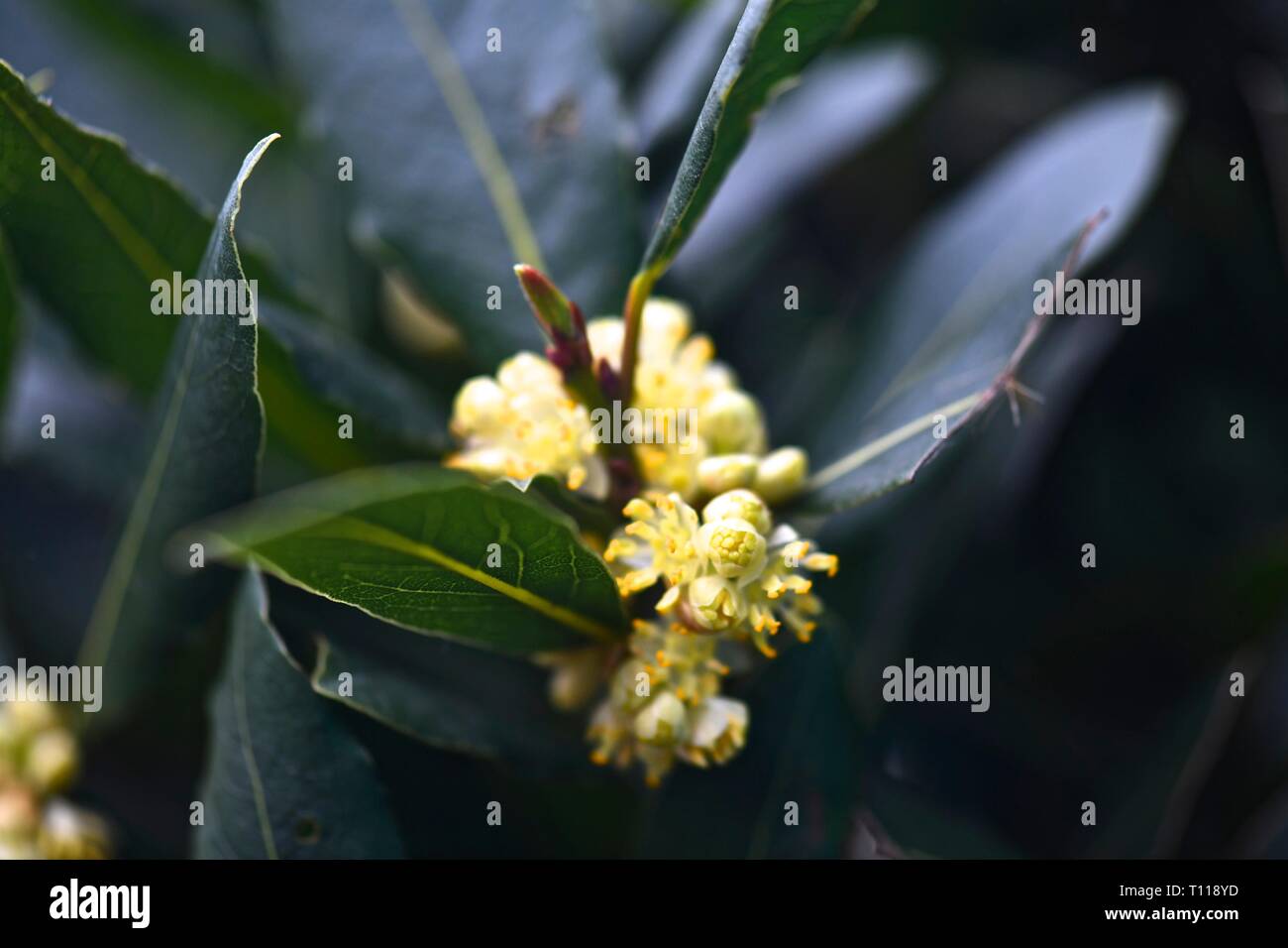 Spring flowers starting to bloom Stock Photo - Alamy