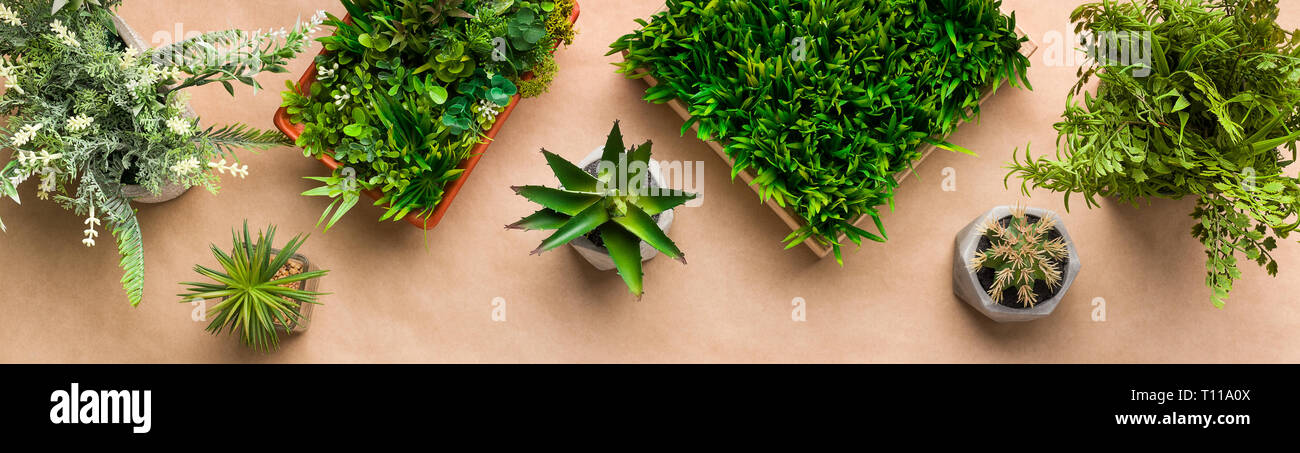 Different evergreen plants in pots, top view Stock Photo - Alamy