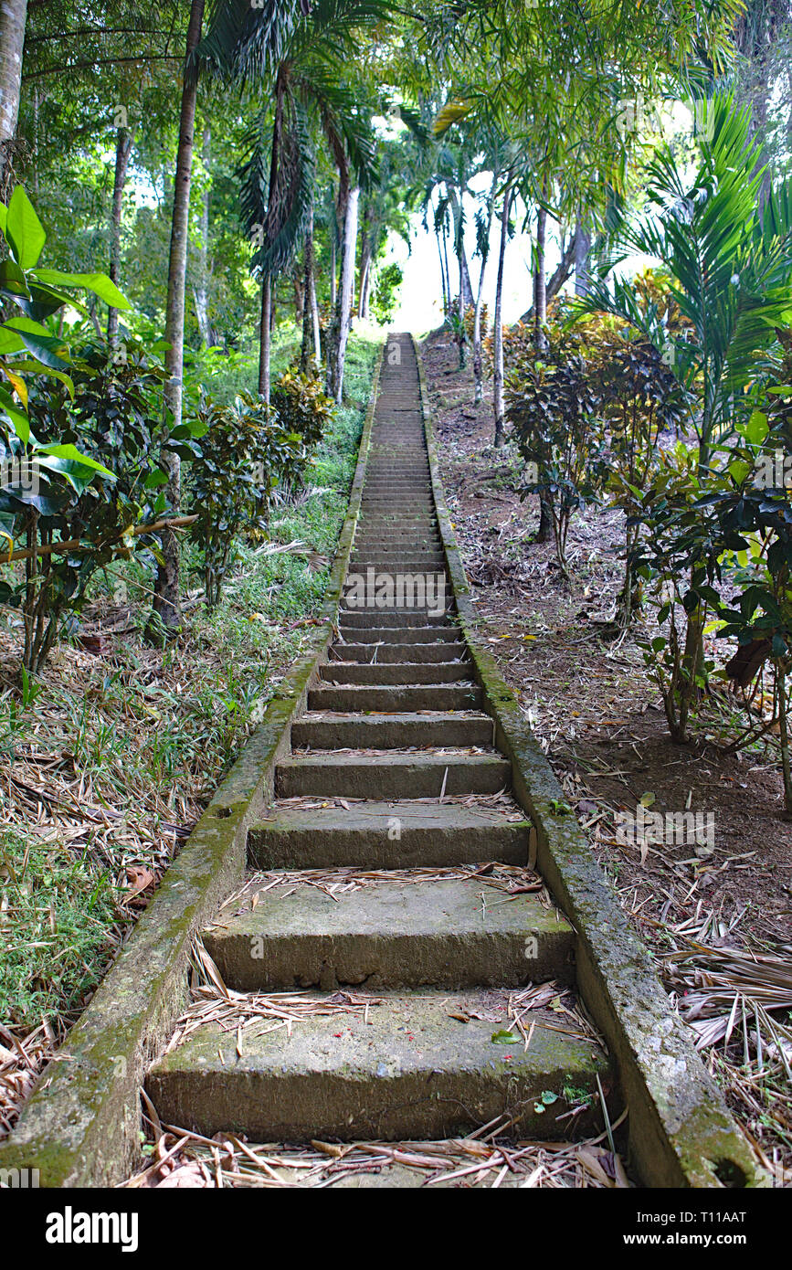 Jungle steps hi-res stock photography and images - Alamy