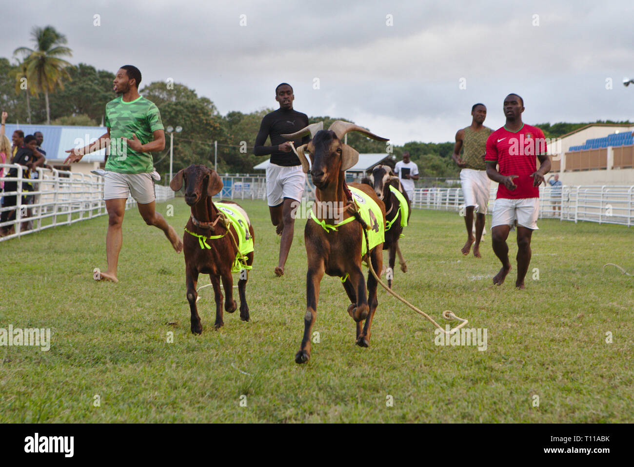 Goats racing with their owners in Bucco Tobago Stock Photo - Alamy