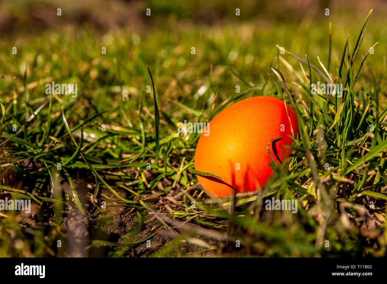 Easter egg hunt hi-res stock photography and images - Alamy
