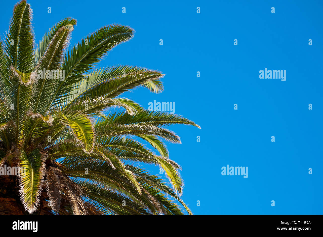 Palm tree fronds growth hi-res stock photography and images - Alamy