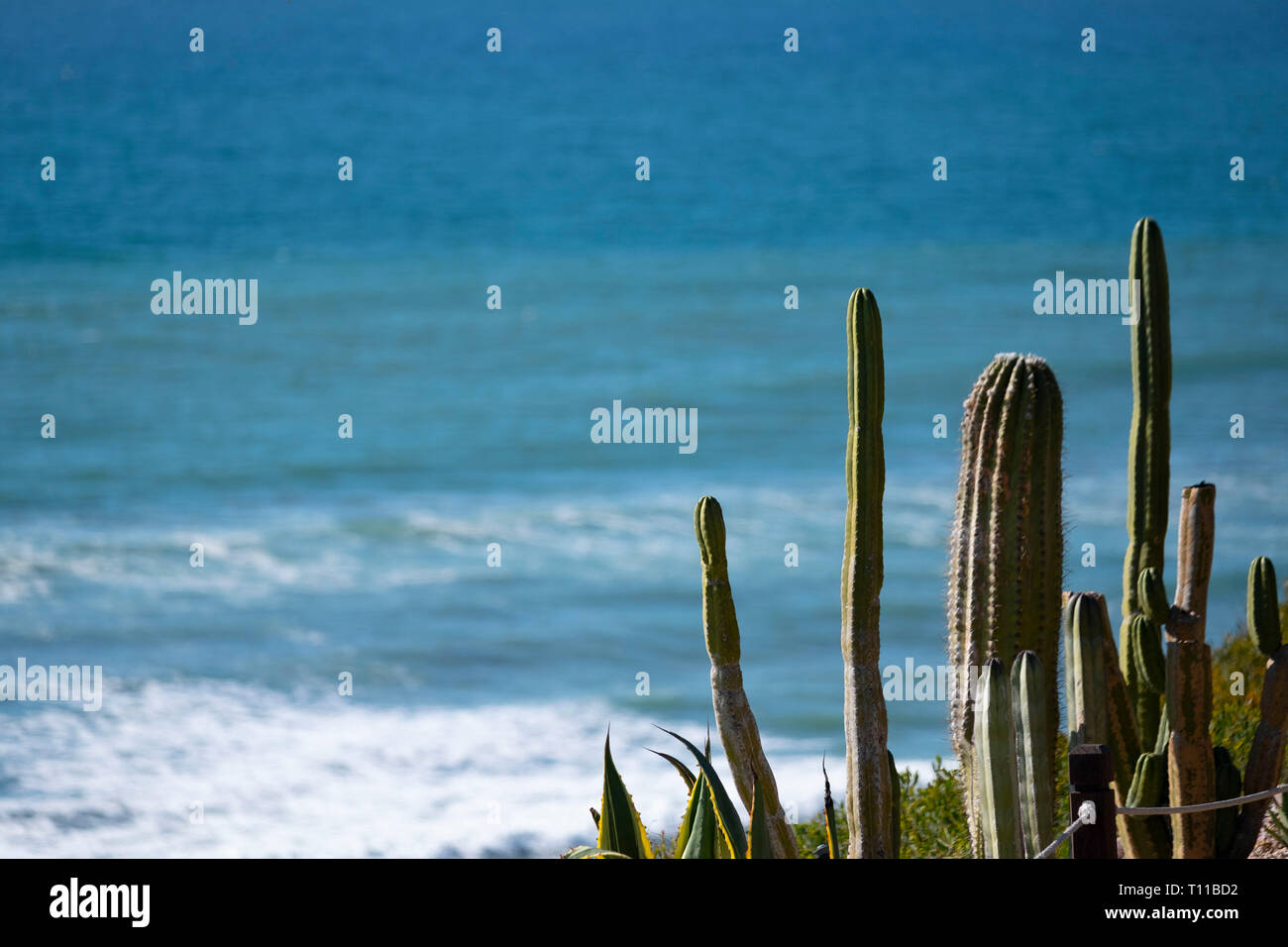 Horizontal scenic desert cactus and ocean Stock Photo - Alamy