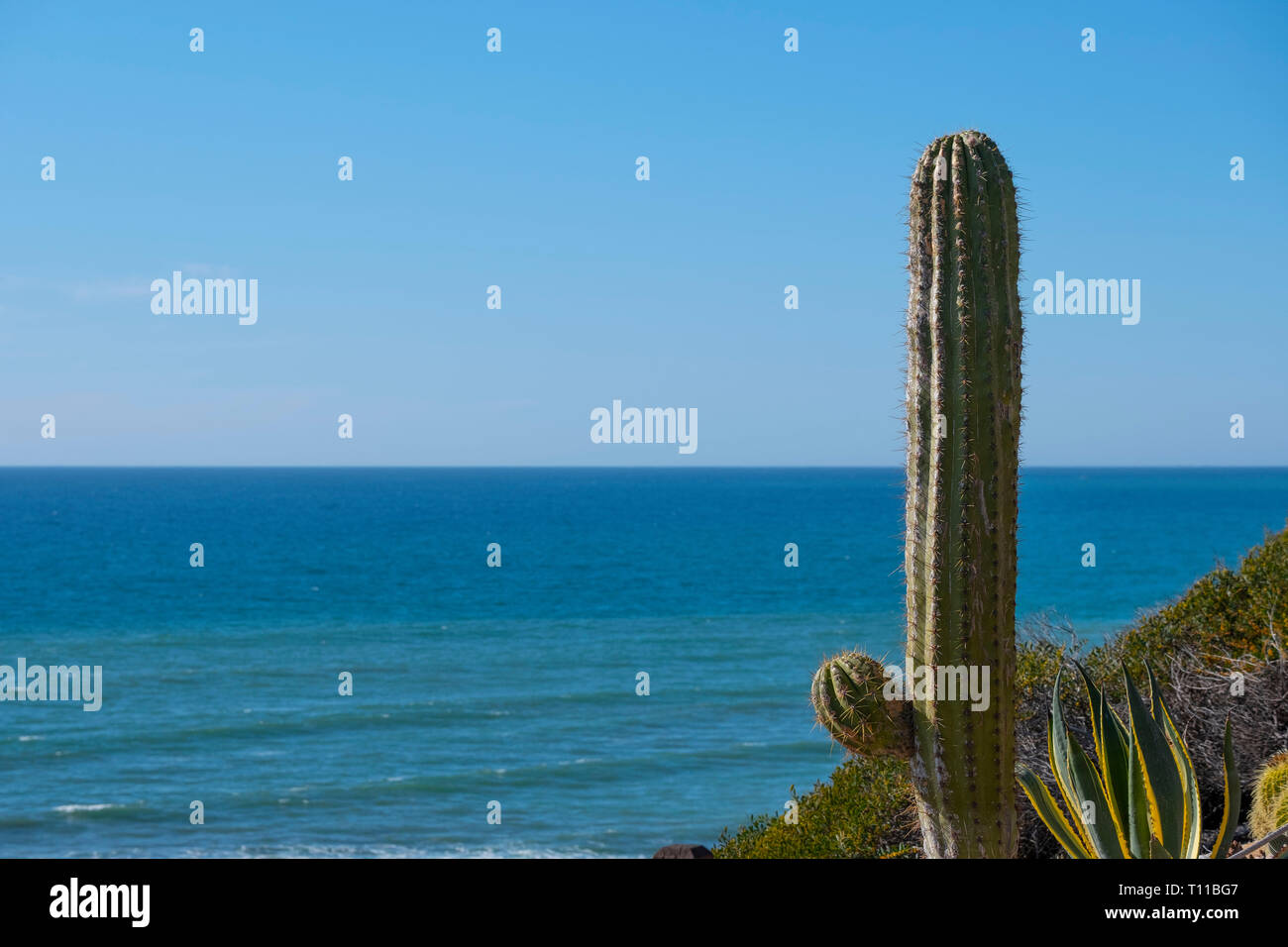 Horizontal scenic desert cactus and ocean Stock Photo - Alamy