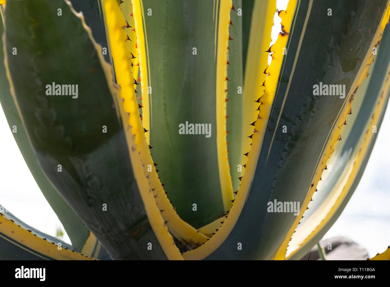 Succulent agave plant close up in garden Stock Photo - Alamy