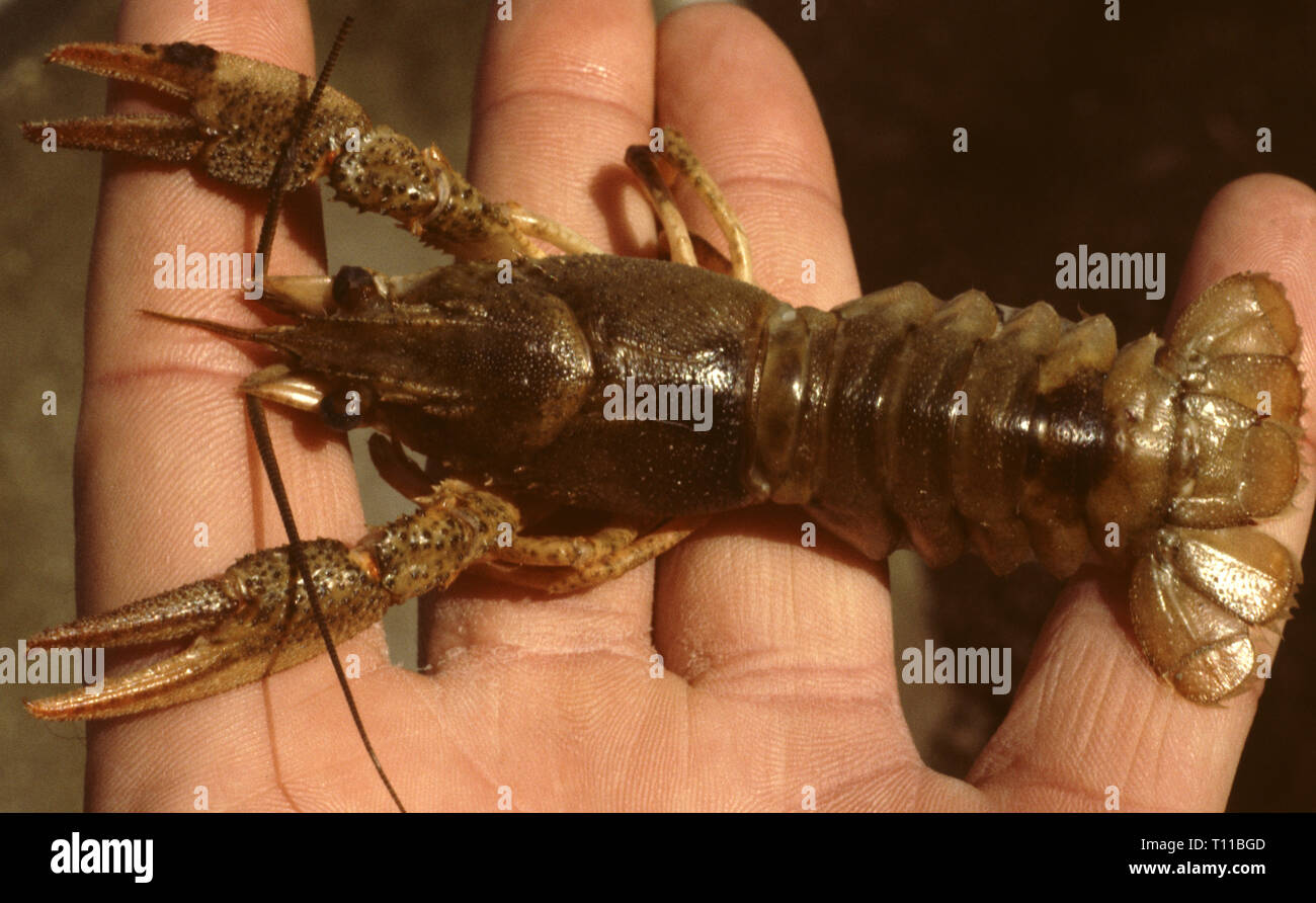 Aphanomyces astaci hi-res stock photography and images - Alamy