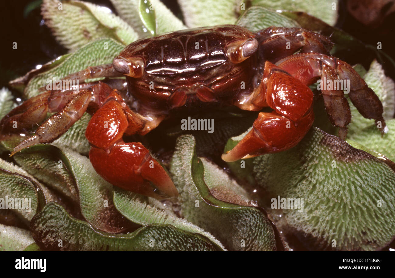 Red claw freshwater crab (Episesarma singaporense Stock Photo - Alamy