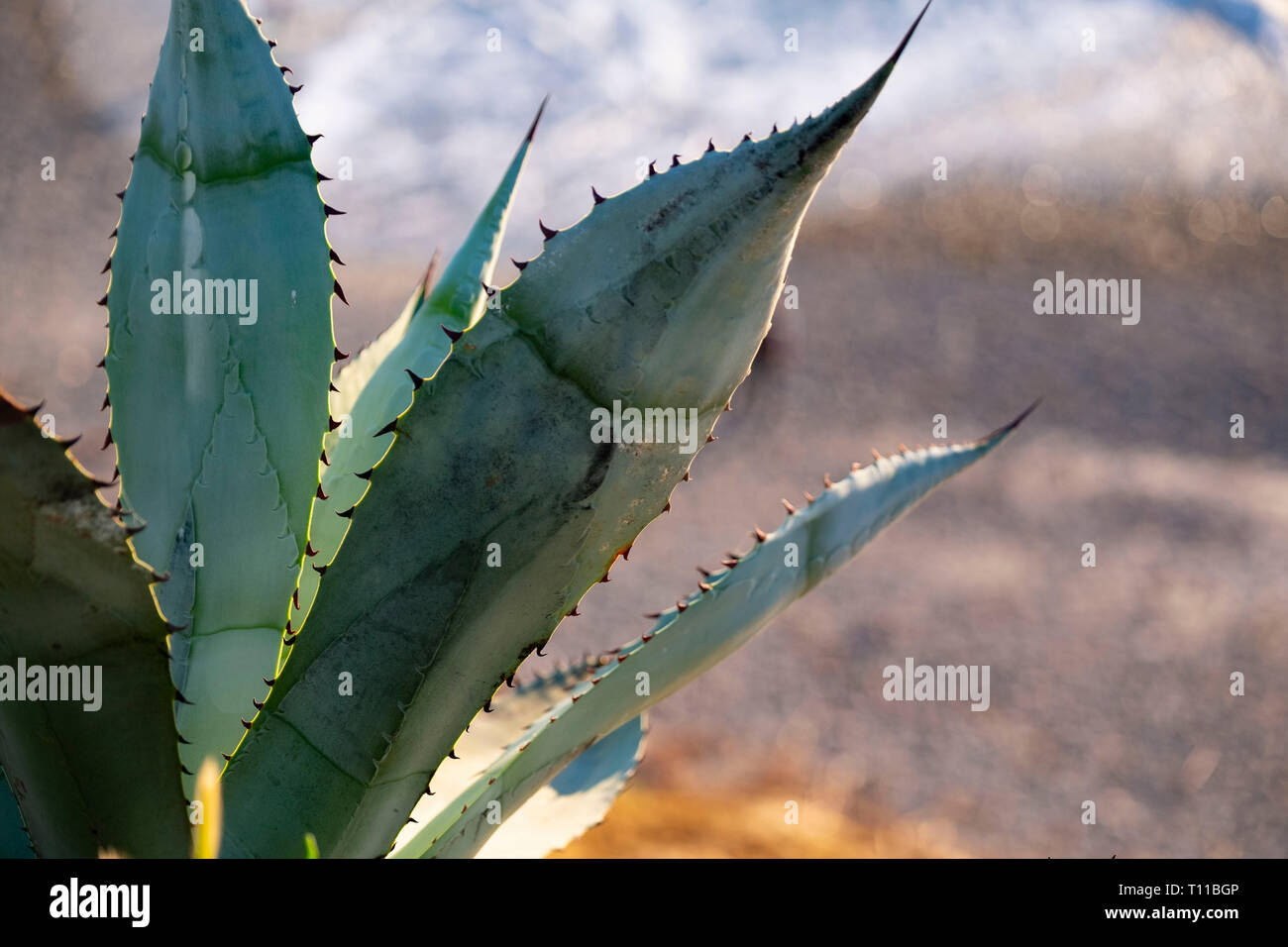 Succulent agave plant close up in garden Stock Photo - Alamy