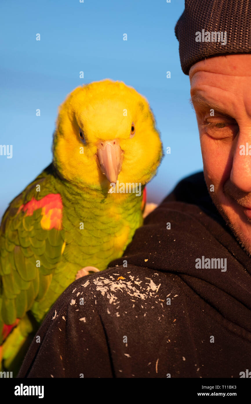 Man parrot pirate shoulder man parrot pirate shoulder hi-res stock ...