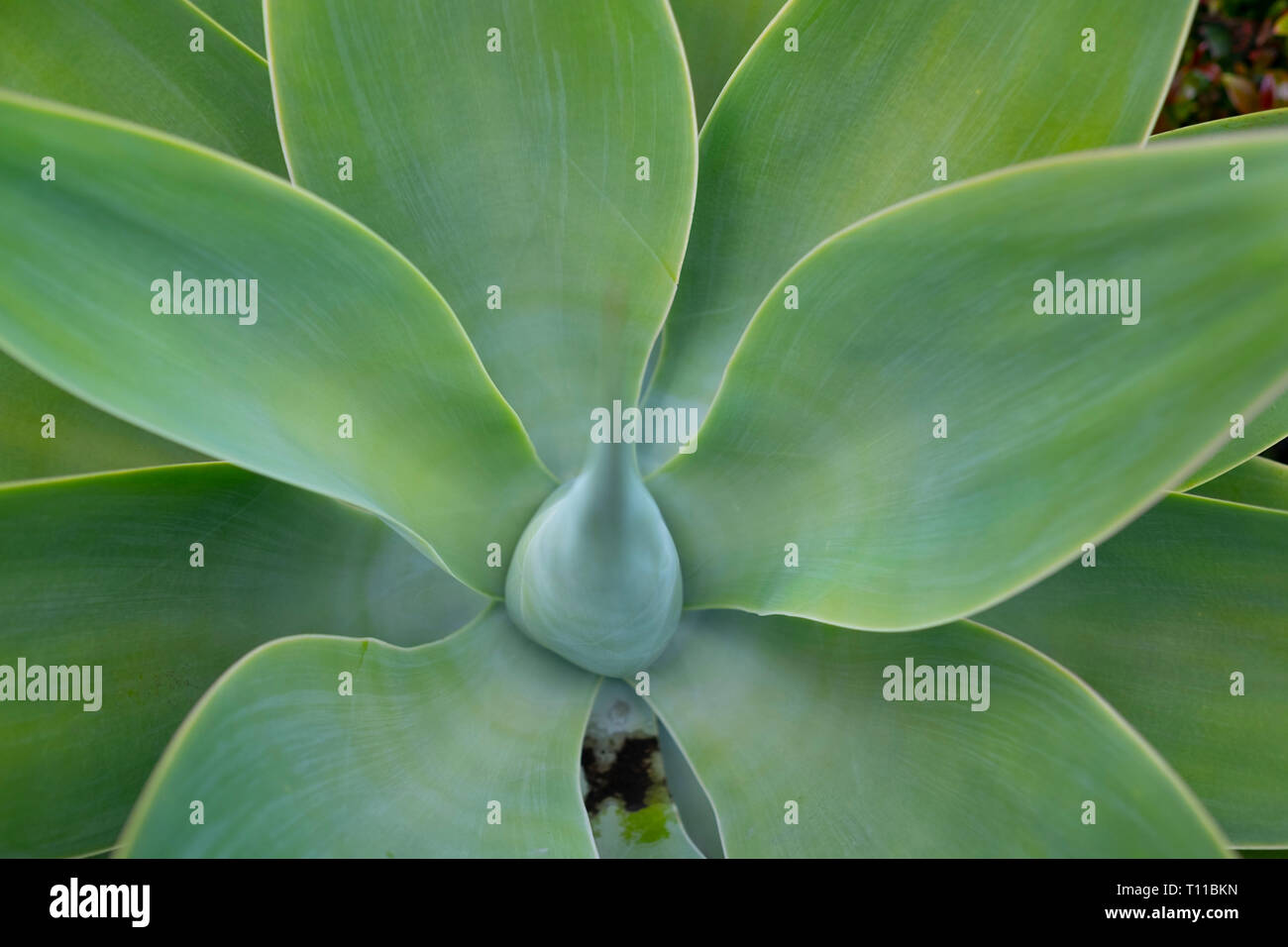 Succulent agave plant close up in garden Stock Photo - Alamy