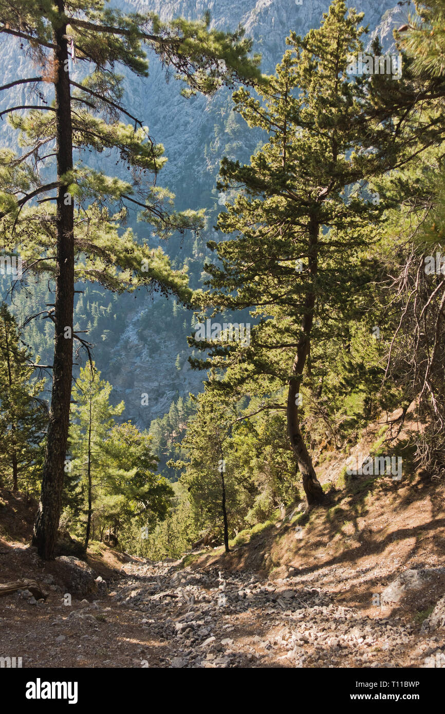 Narrow downhill pine forest path through Samaria gorge, south west part ...