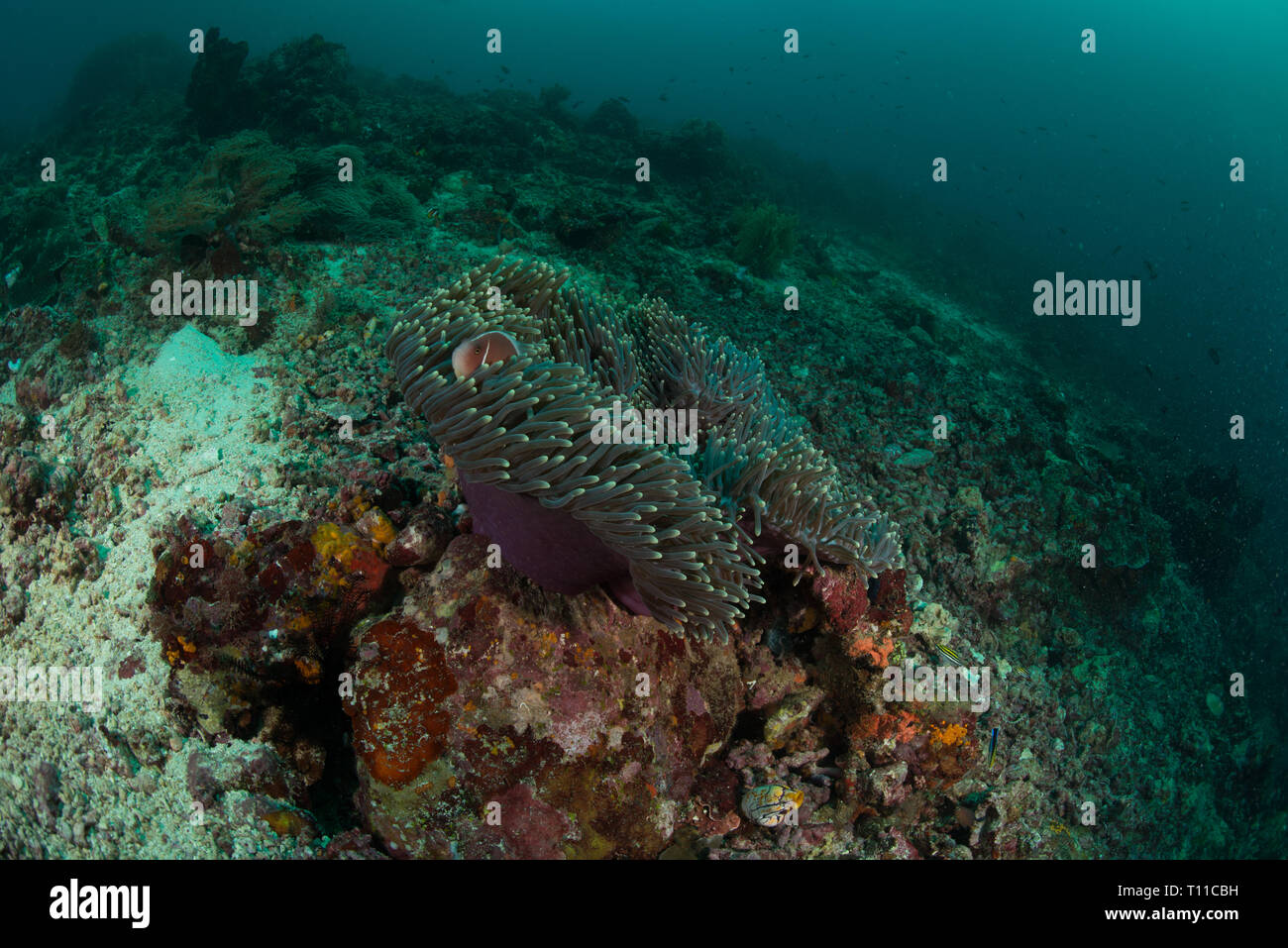 Scuba diving in North Sulawesi Stock Photo - Alamy