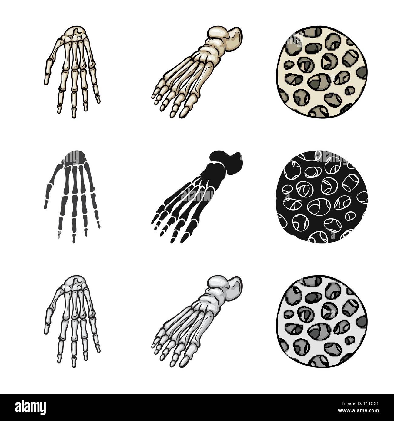 wrist,foot,fiber,hand,ankle,healthy,calcium,scientific,structure ...